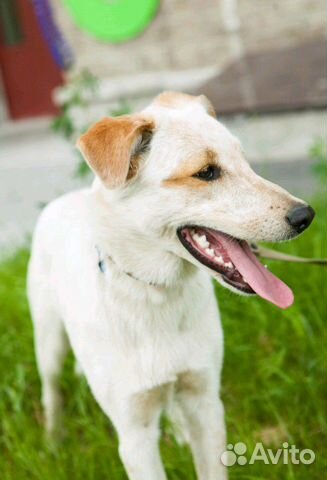 Добрейшая солнечная собачка Ляся ищет дом