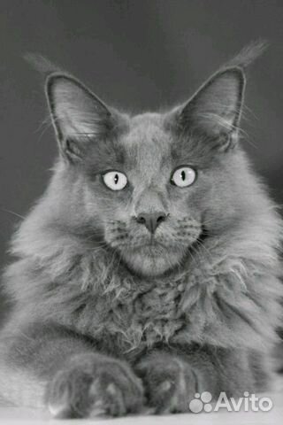 Котёнок - медвежонок