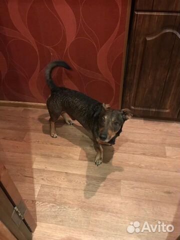 Пропала собака