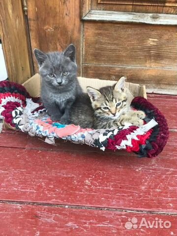 Котозайки ищут дом