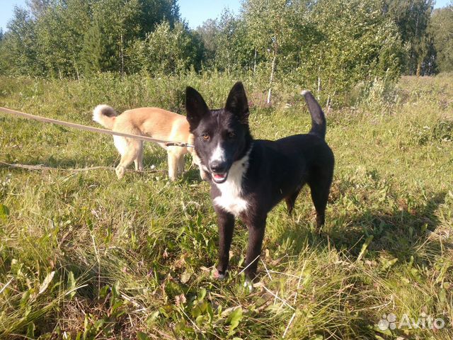 Веселые лайки