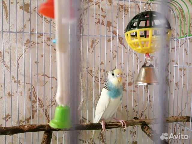 Волнистый папугай