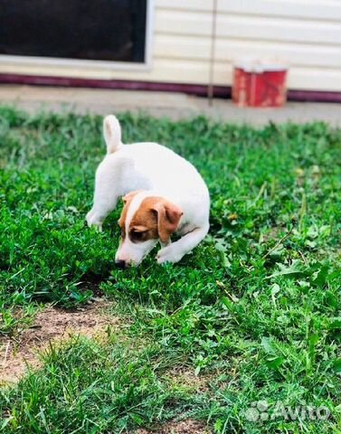 Джек рассел терьеры продажа и резерв