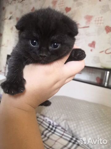 Шотландские котята веслоухие