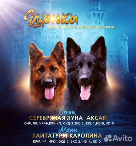Щенки немецкой овчарки с документами РКФ