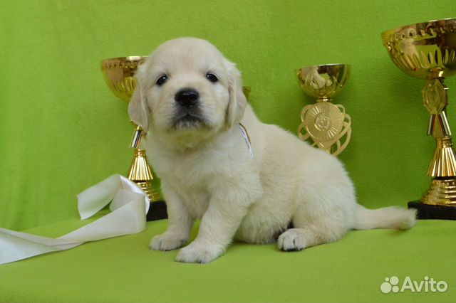 Шикарные щенки золотистого ретривера РКФ