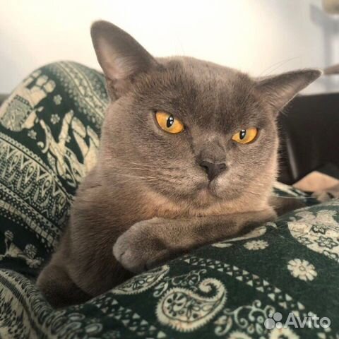 Бурманский мальчишка