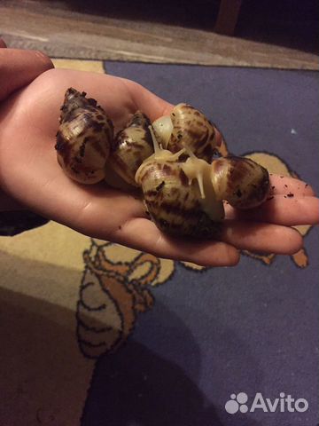 Улитки ахатины альбиносы