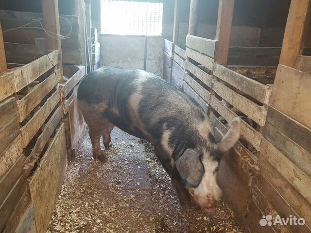 Хряк ливенской породы и две тёлки
