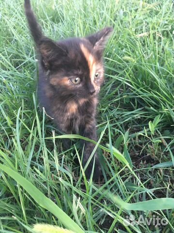 Котята