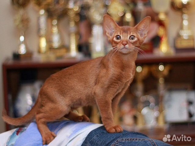 Мальчик огонёк