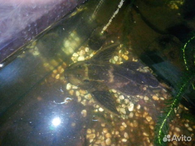 Птеригоплихт парчовый