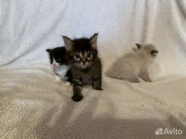Котята в добрые руки