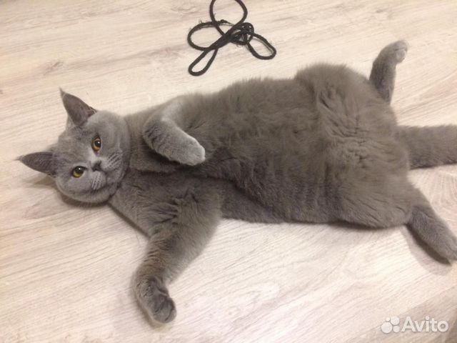Британская короткошерстная (british shorthair)
