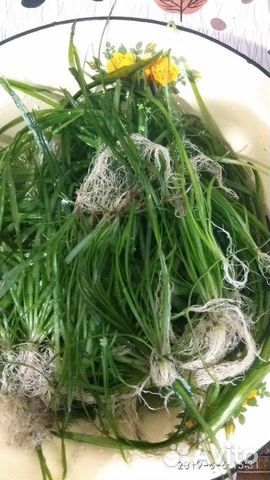 Валиснерия