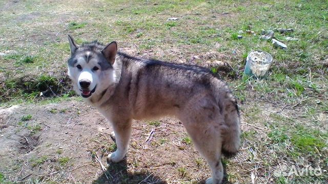 Вязка - аляскинский маламут - мальчик