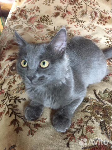 Котенок в добрые руки