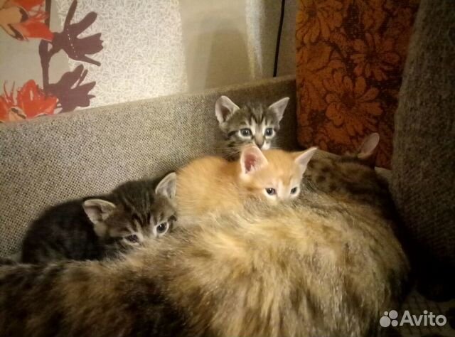 Прелестные, милые котята