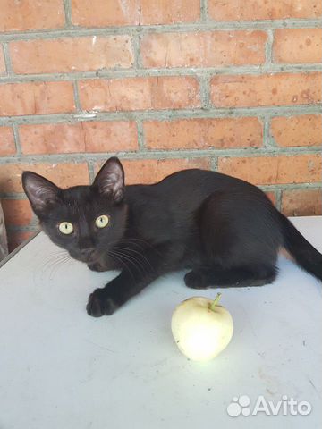 Чёрная пантера (мальчик) ищет дом