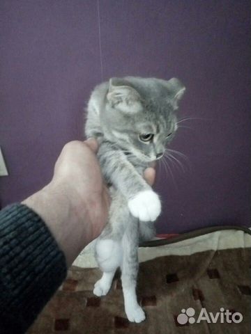 Продам подростка кота шатланского вислоухого ласко
