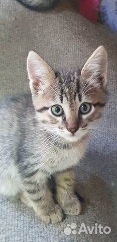 Лёва 2 мес в добрые руки