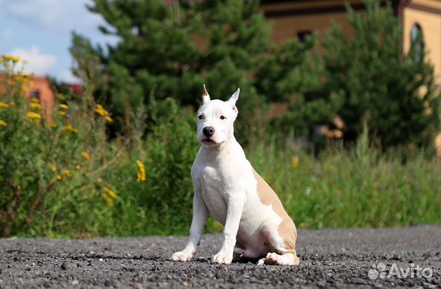 Щенок американского стаффтерьера