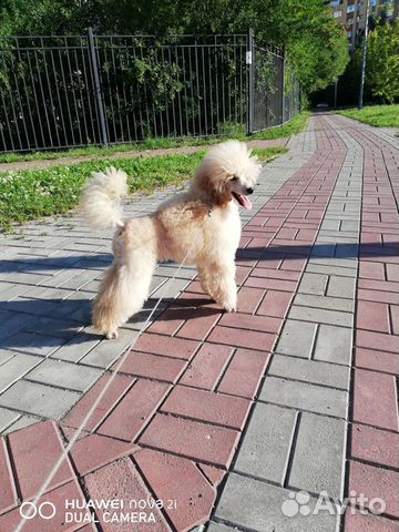 Продаётся щенок миниатюрного пуделя, девочка
