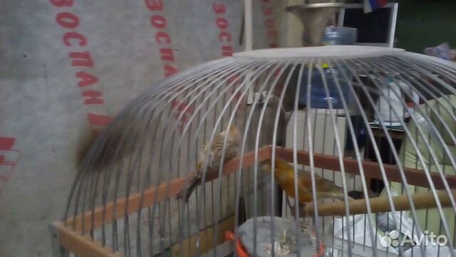 Канарейки красная мозаика, красное дерево