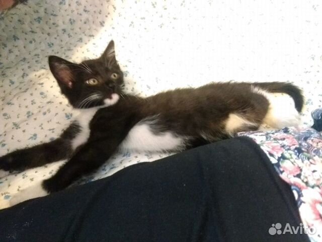 Котёнок ищет семью
