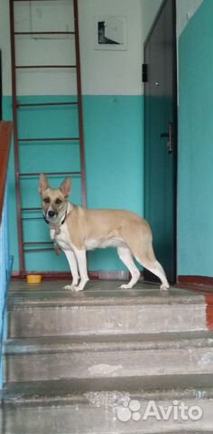 Брошенная рыжулька в поисках нового хозяина