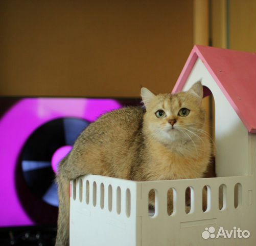 Отдам британскую кошку