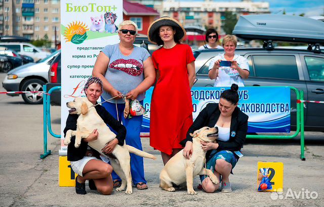 Щенки лабрадора для выставок