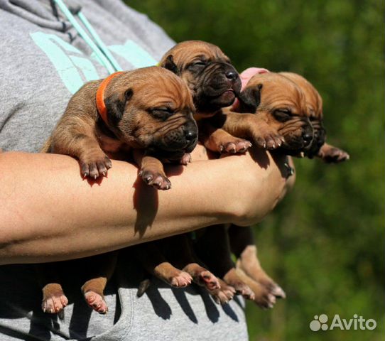 Суки апбт питомник