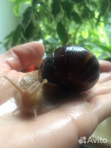 Улитки Ахатины