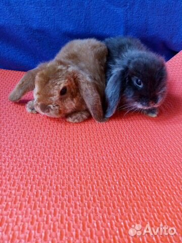 Малыши и подростки мини вислоушки