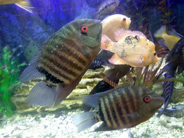 Цихлида Северум зелёный гаянский и альбинос