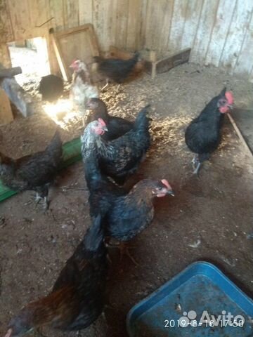 Куры молодки, Московская чёрная, два месяца