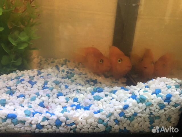 Рыба попугай