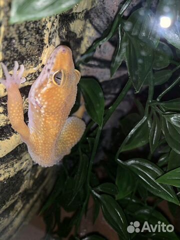 Эублефар самка 1 год