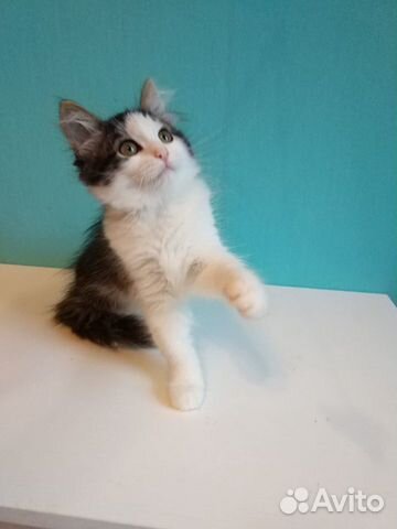 Котёнок
