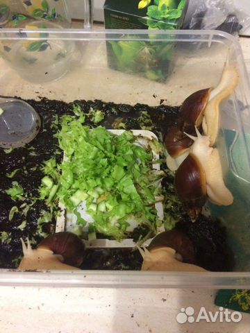 Отдадим улиток в добрый руки