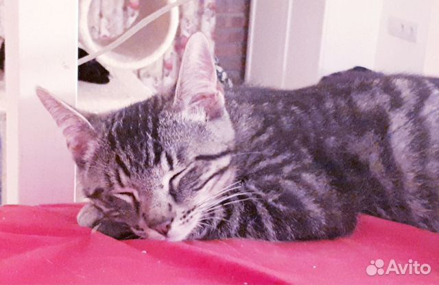 Котята полосатики