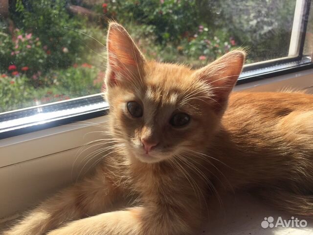 Котёнок рыжий ищет своего хозяина