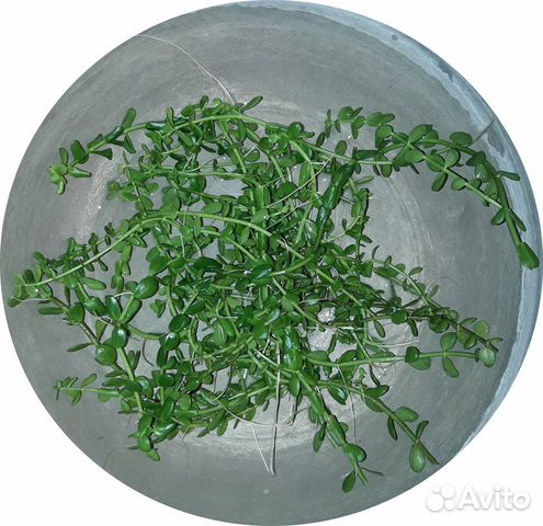 Бакопа мониера