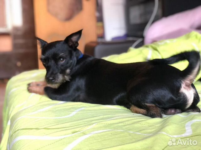 Для вязки,метис,2года,мальчик Честер,покладистый х