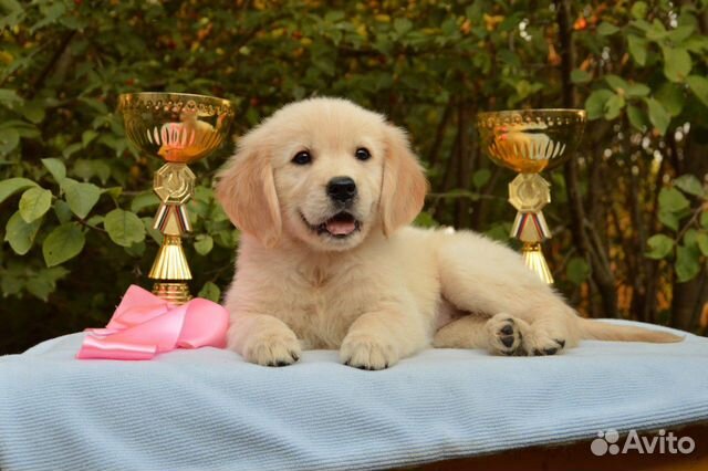Шикарные щенки золотистого ретривера РКФ