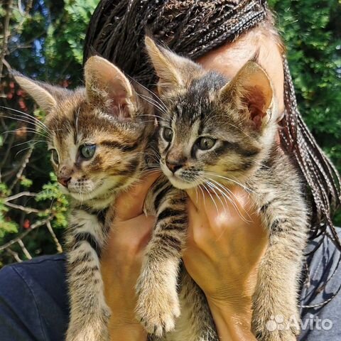 Котята Чаузи