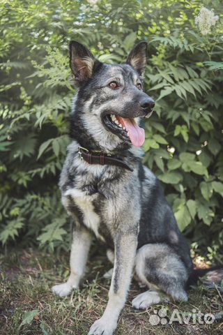 Пёс в добрые руки