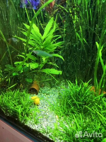 Стеклянный сом