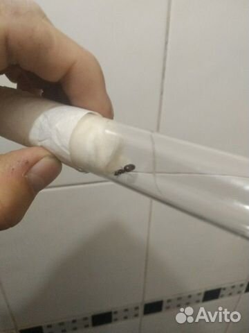 Матка муравья lasius niger